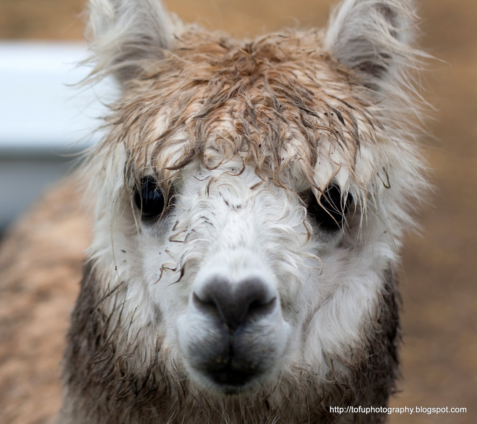 Tofu Photography: Cute alpaca
