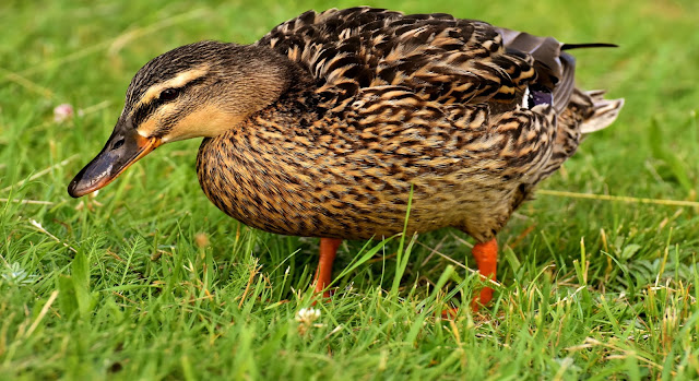 Birds Names o Mga Ibon in Tagalog and English - Filipino Parenting