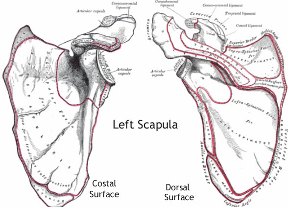 scapula bone -Anatomy
