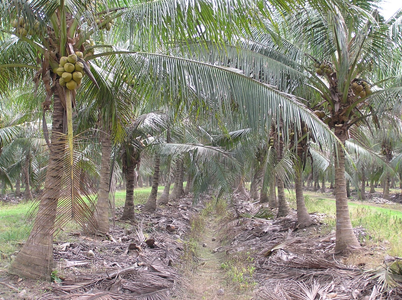 The Basics of Starting a New Coconut Plantation