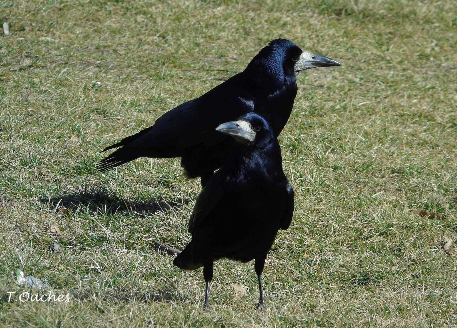 PASARI DIN ROMANIA: CIOARA DE SEMANATURA, Corvus frugilegus