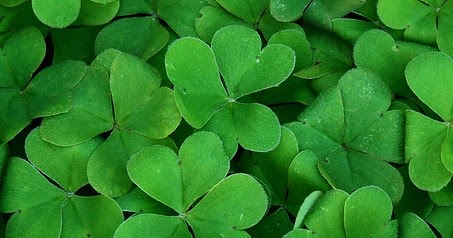 Encyclopedia of Trivia: Shamrock