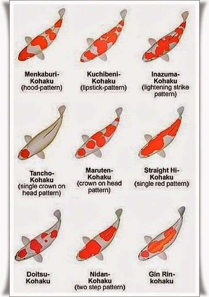 Mengenal Jenis-jenis Ikan Koi Yang Banyak Digemari - GEMA PERTANIAN