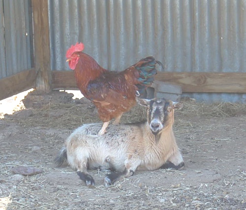 Blog Belajar IPA SMP: Interaksi Antar Organisme