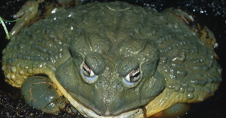 WHAT IS THE WORLD'S LARGEST FROG? |The Garden of Eaden