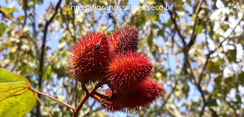 Urucum: o corante natural e seus benefícios