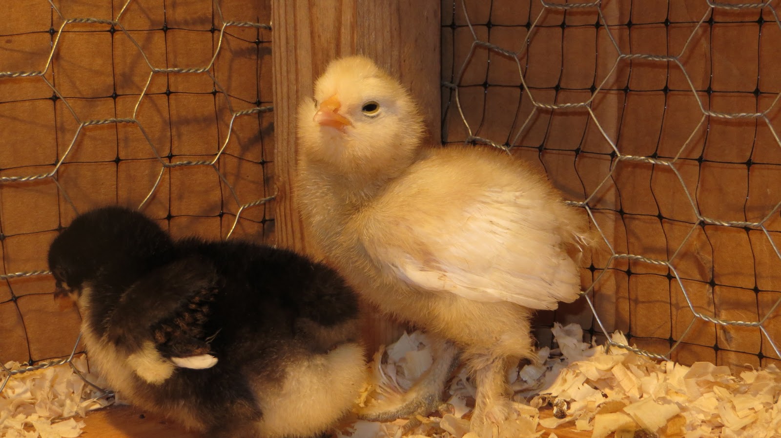 Feather Feet & Vulture Hocks: Chick Progression - The Sultans