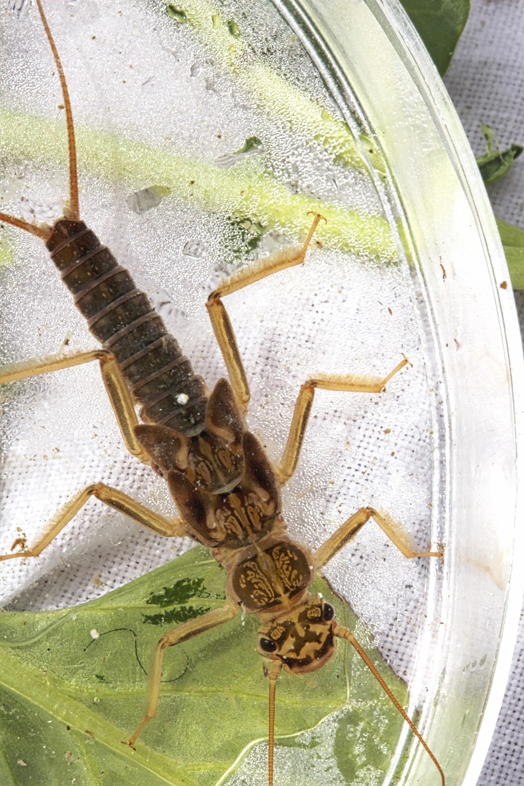 Aquatic Insects of Central Virginia: The Skwala: Large Springfly ...