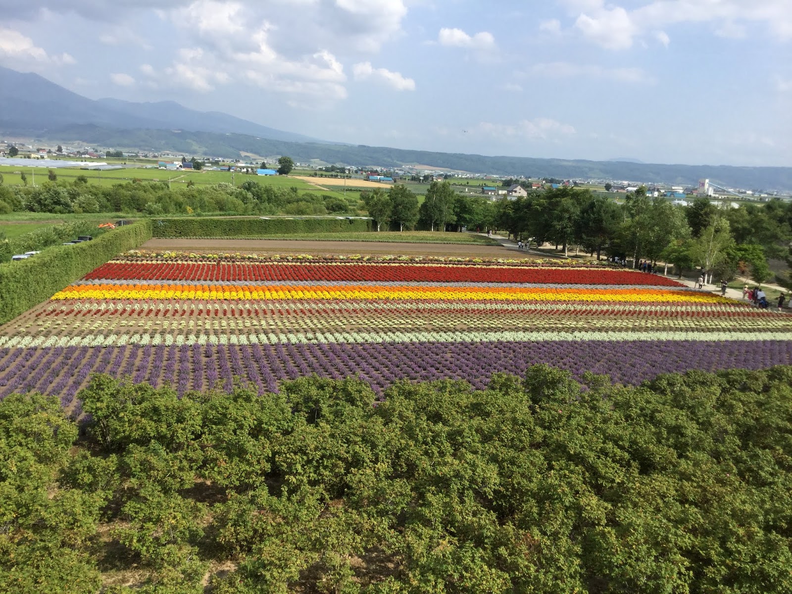 Harrison's JET Blog: Furano flower fields