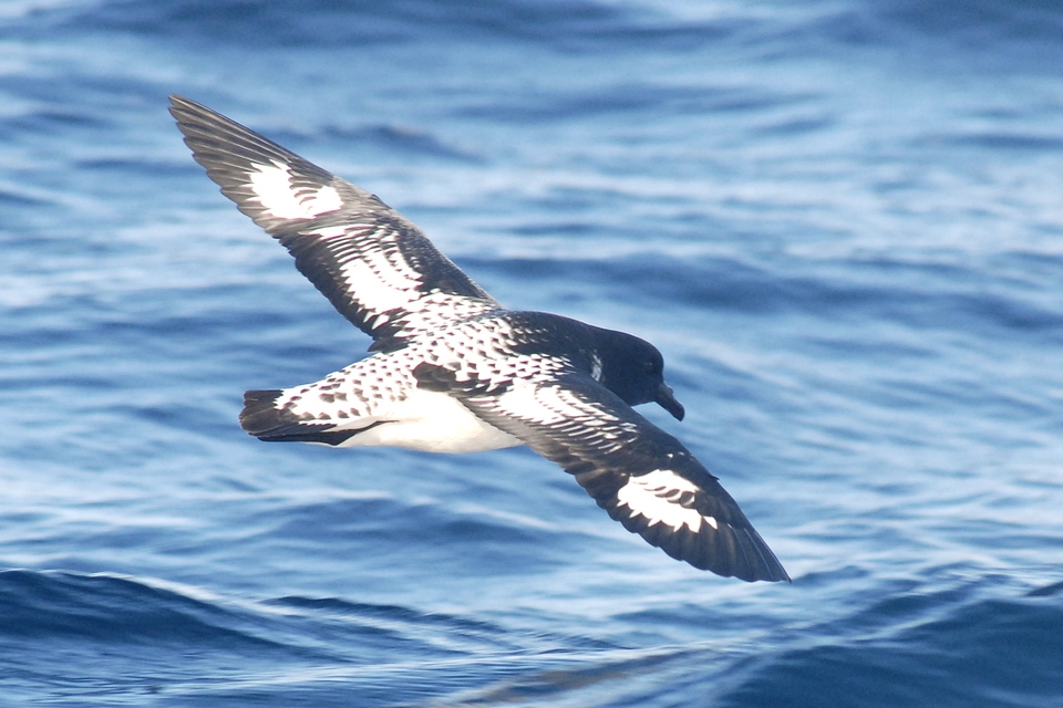 Kay Parkin Birding: Winter Pelagic Challenge!