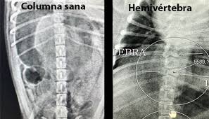 cães em evolução ou modificados geneticamente - PetEscadas