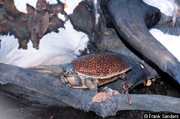 Ninjemys: Cretaceous Turtles of New Mexico Part 1: Here comes the meteor?