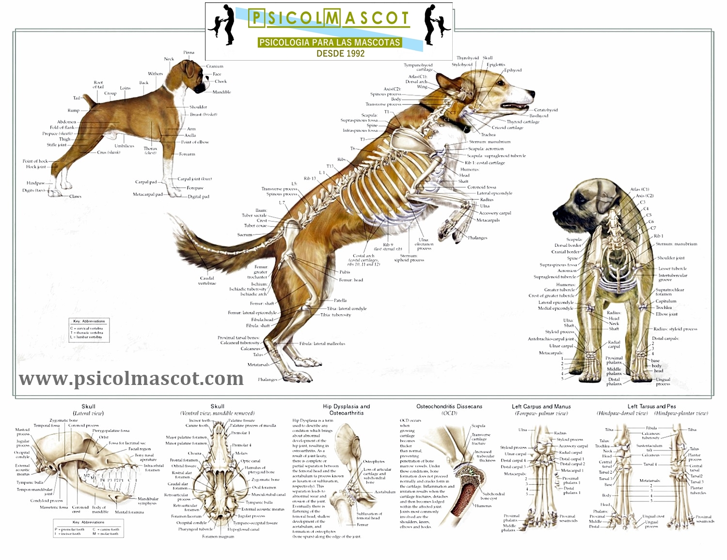 Centro Veterinario Leuka: La Anatomía del Perro