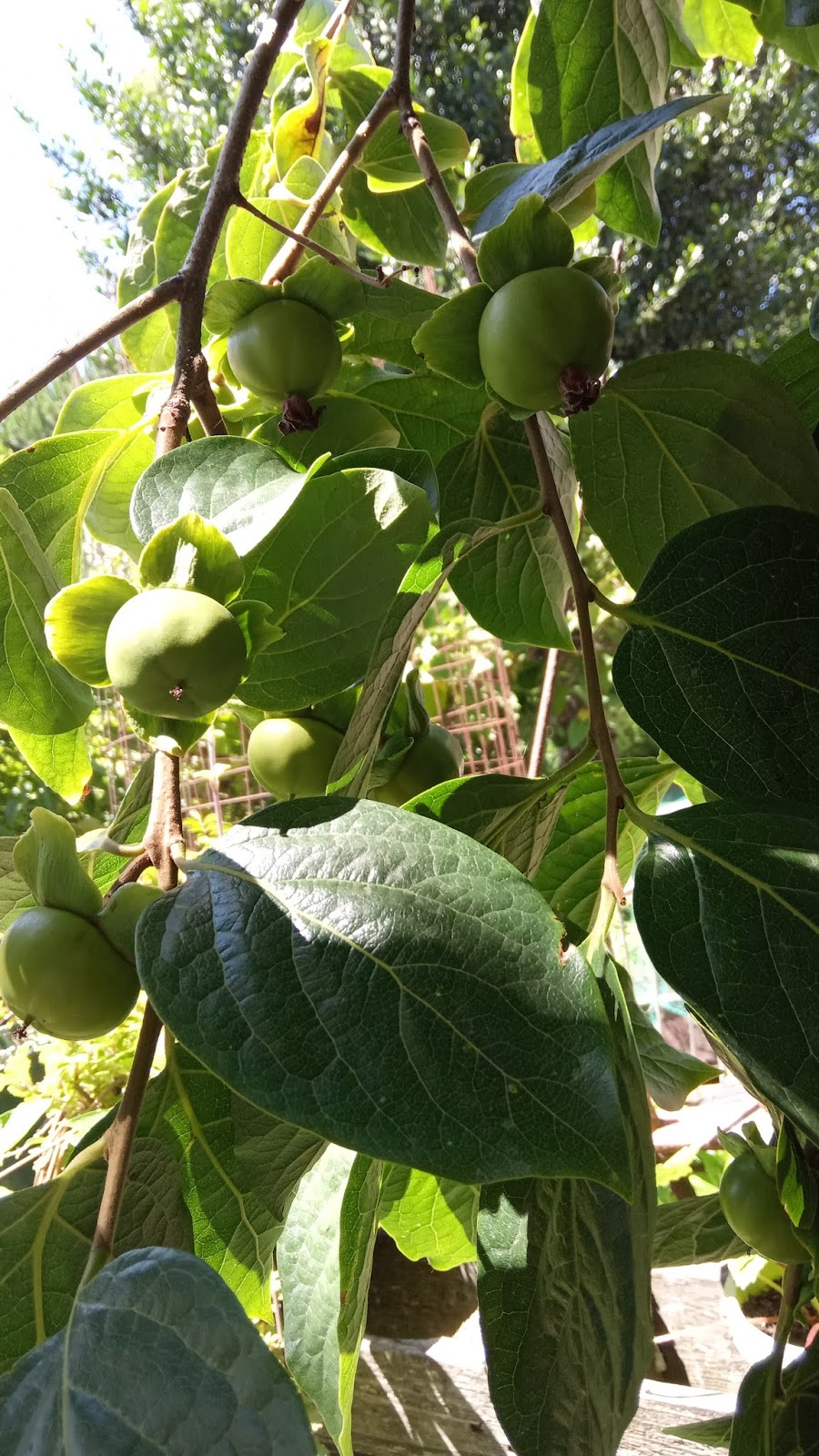 Terra e Sementes: Dióspireiro