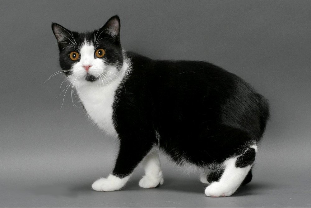 NUNCAJAMAS COCKER: HOY CONOCEMOS AL GATO DE MANX