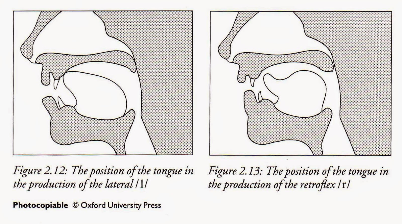 Language Matters: The Stress-timed Rhythm of English