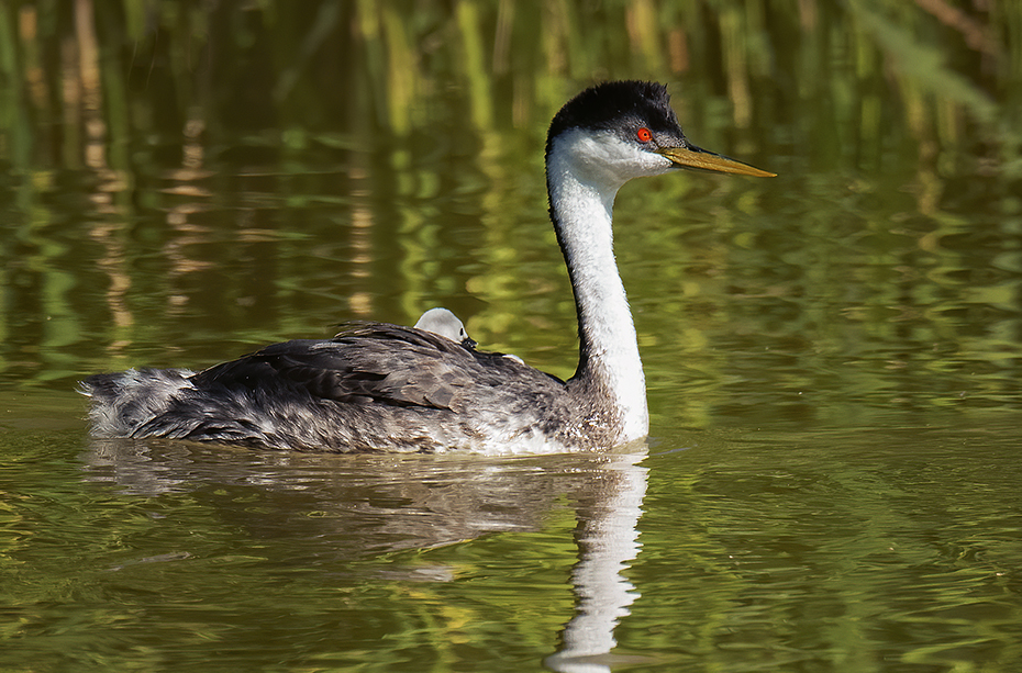 My Big Little World : Western Grebe is Swimming with Her Young Ones on ...