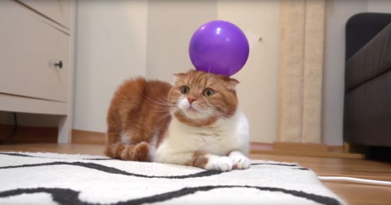 Thrice a Pilgrim: CATS & STATIC ELECTRICITY