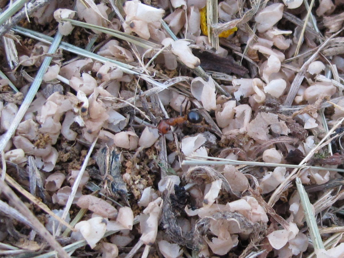 Blue Jay Barrens: Ant Hatching Time