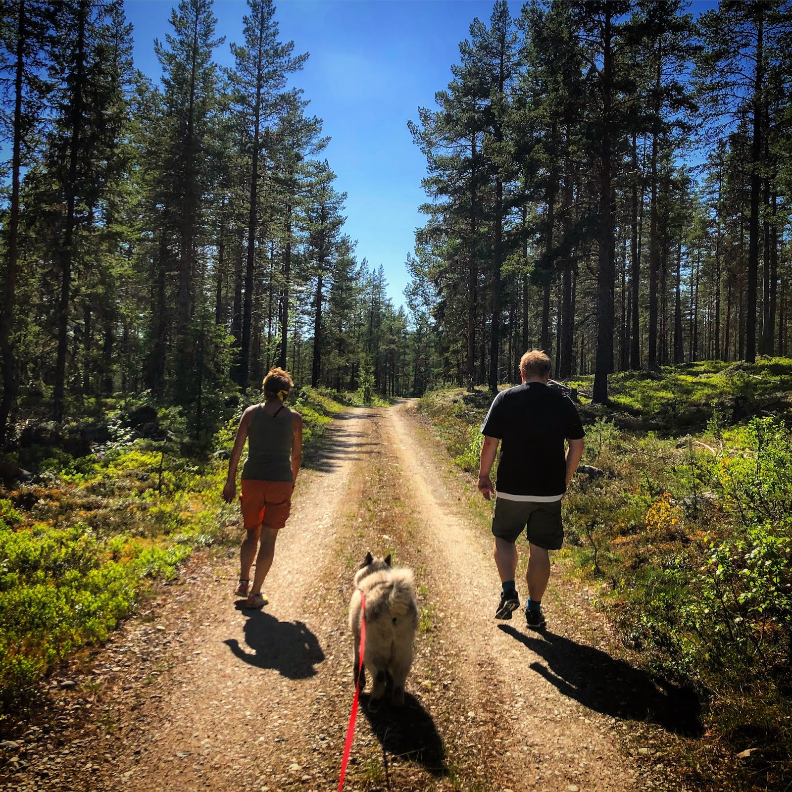Elgseter: Varm sommerdag med tur innover Ledsagervegen