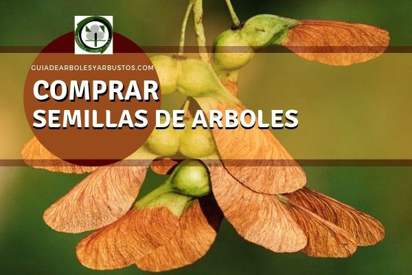 GUÍA DE ÁRBOLES Y ARBUSTOS DE LOS BOSQUES COMESTIBLES: Comprar Semillas ...