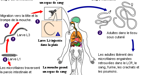 Actualités Scientifiques - Médicales: #thelancetinfectiousdiseases # ...