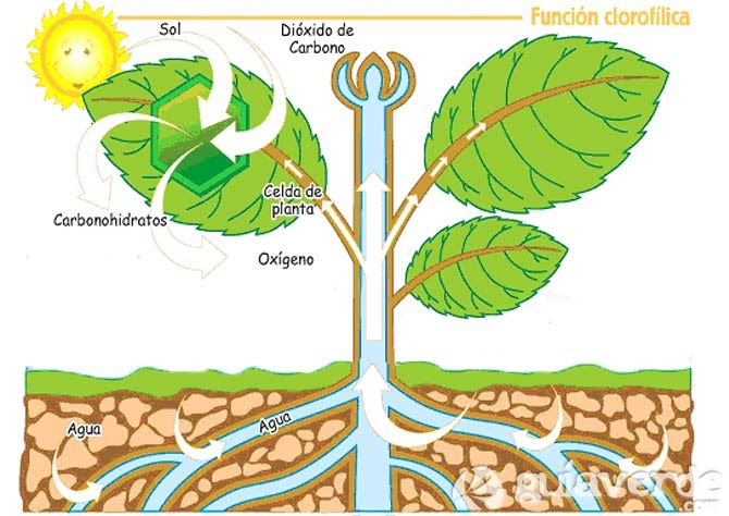 C NATURALES 4D: LAS PLANTAS FABRICAN SU PROPIO ALIMENTO