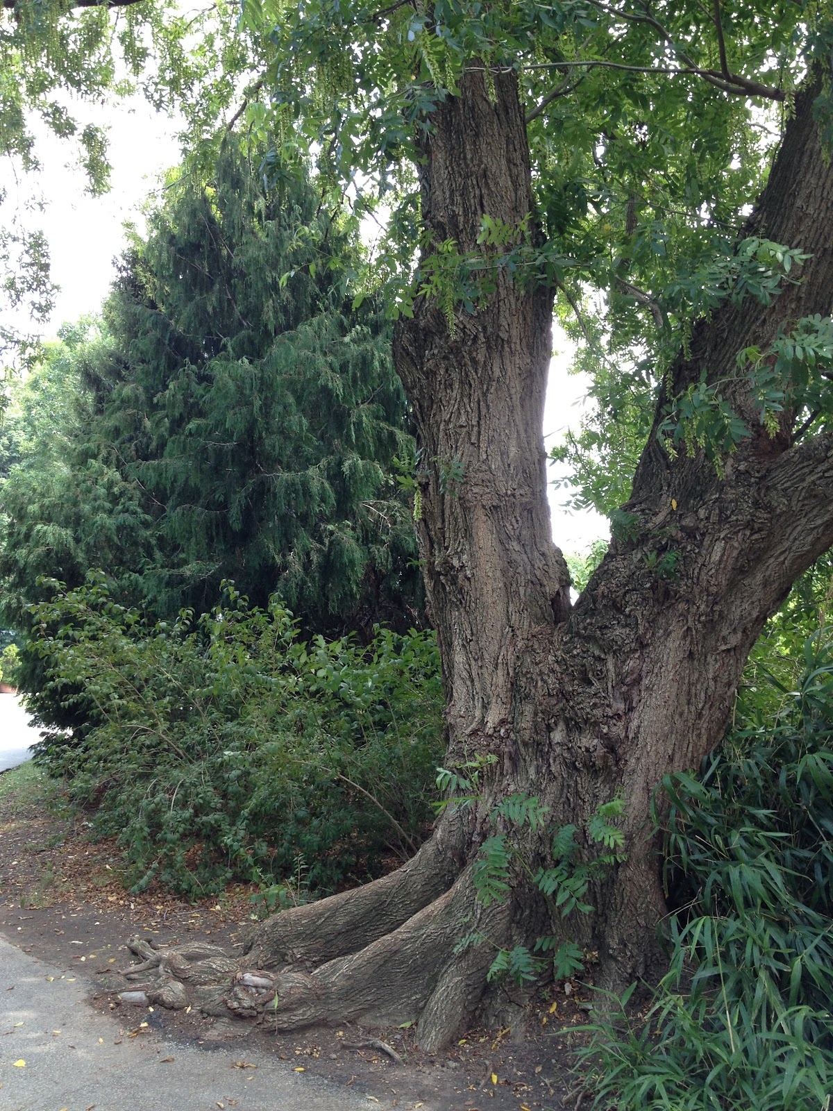 PHILLY TREES: THE SASQUATCH TREE