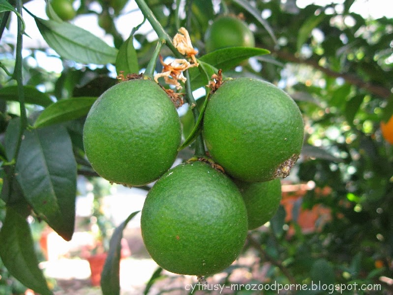 Cytrusy Mrozoodporne: Citrangequat Thomasville