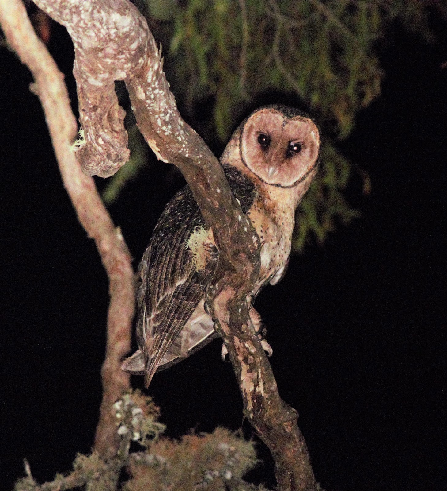 sunshinecoastbirds: Powerful Owl & Masked Owl at Jimna