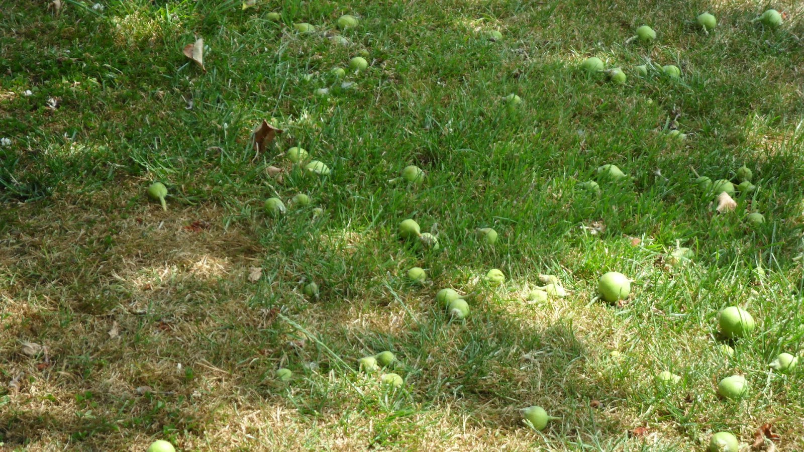 Worcester College Gardeners 2009-2018: June Drop In July