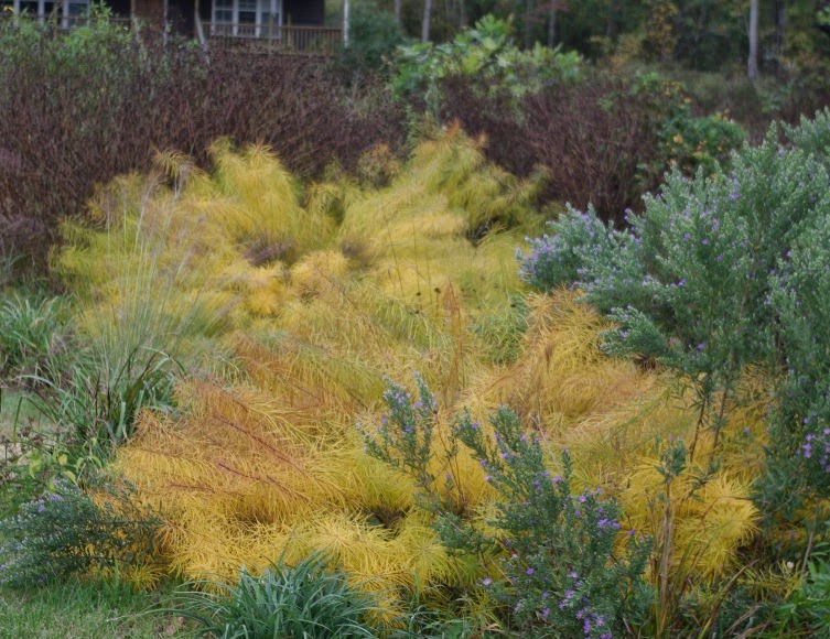 sweetbay: Fall Colors