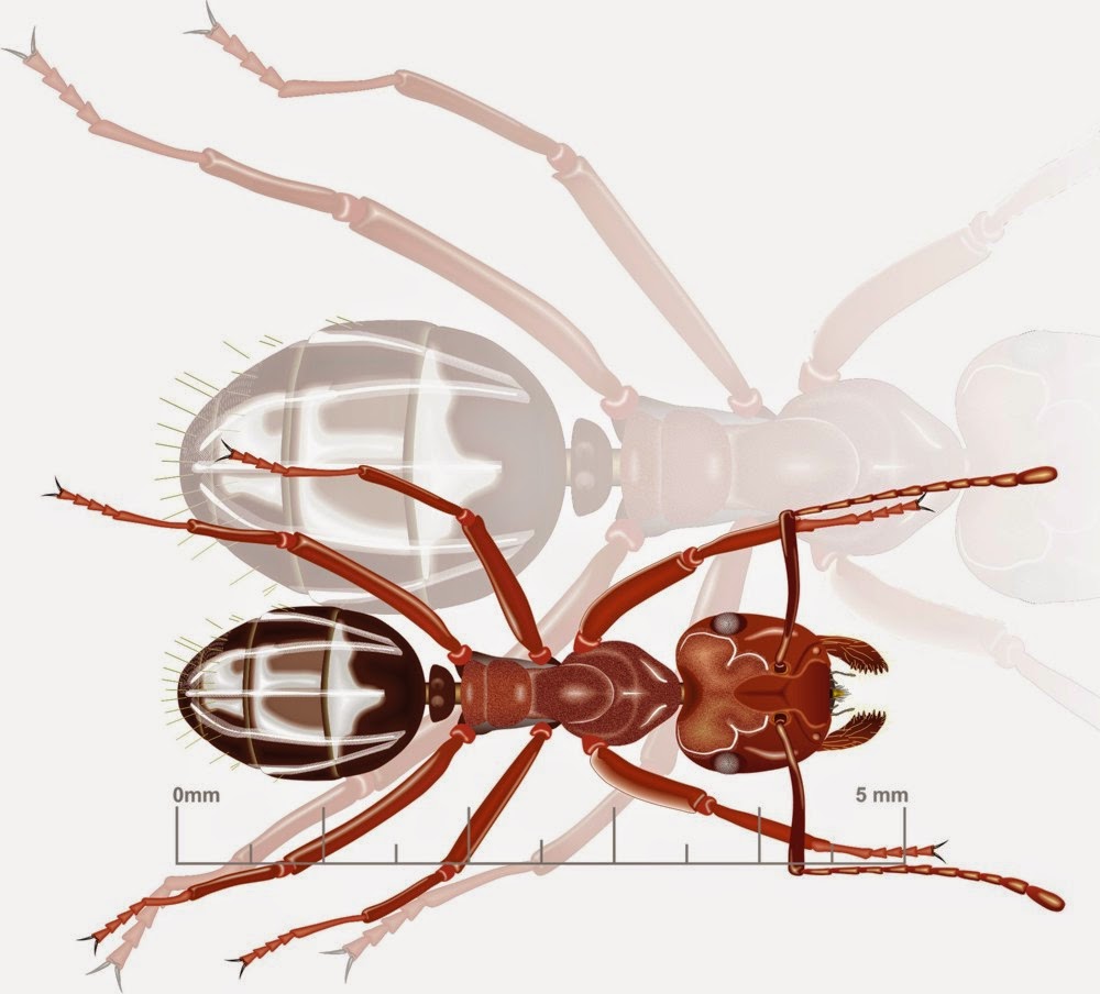 - Ants of Southern Africa -: Ants up to about 5 mm long
