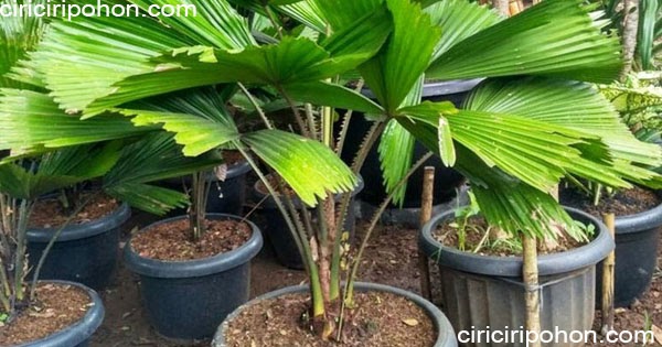 Cara menanam Pohon Palem kipas yang Penting Untuk Dipelajari - Ciriciripohon.com