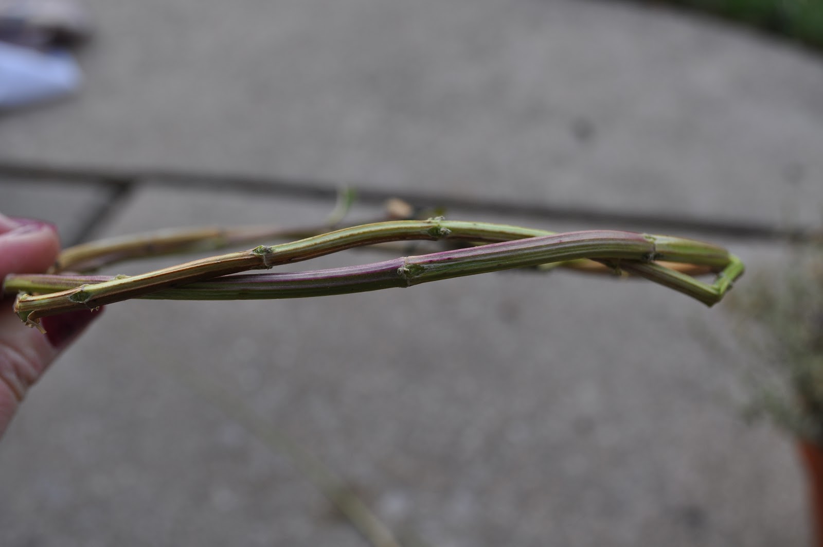 Just So Lovely: Crown of Thorns Tree Topper