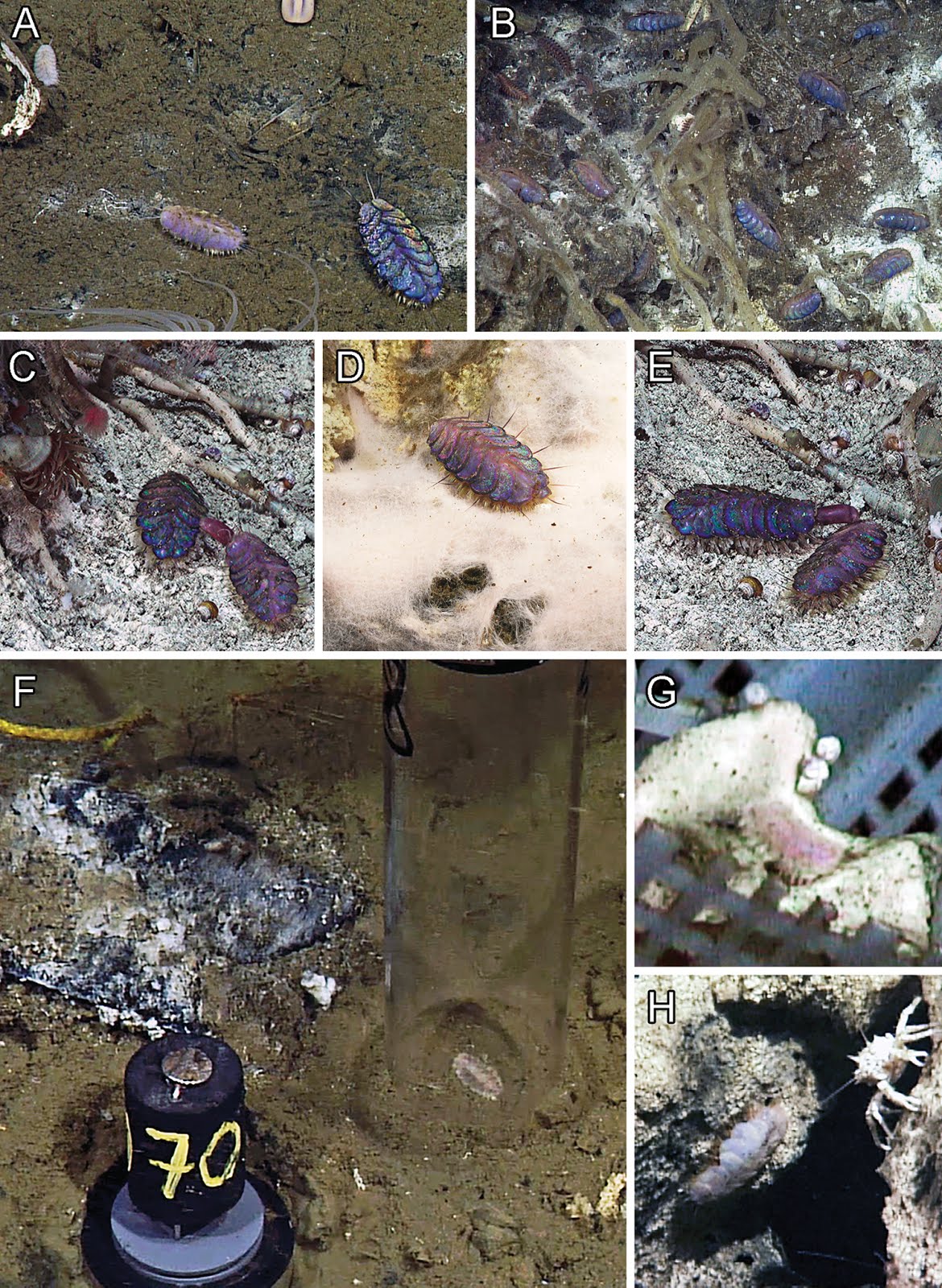 Species New to Science: [Invertebrate • 2020] Hungry Scale Worms ...