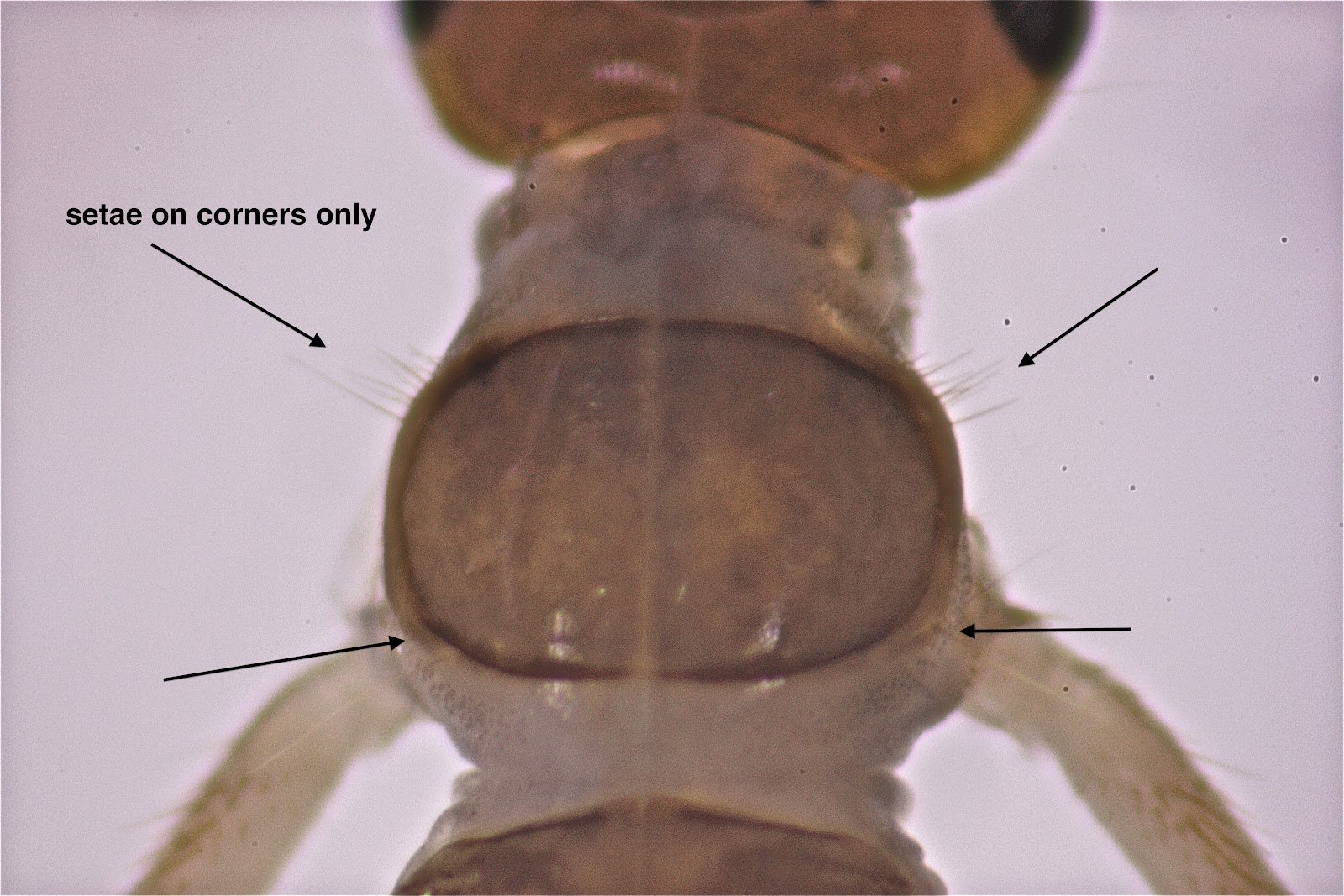 Aquatic Insects of Central Virginia: Chloroperlidae (Green Stonefly ...