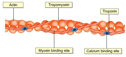 BIOLOGY FORM 6: NEUROMUSCULAR JUNCTION II