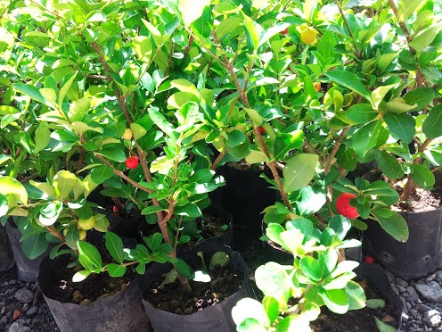 BUMI HIJAU NURSERY (002279488-D): Benih pokok cherry Barbados