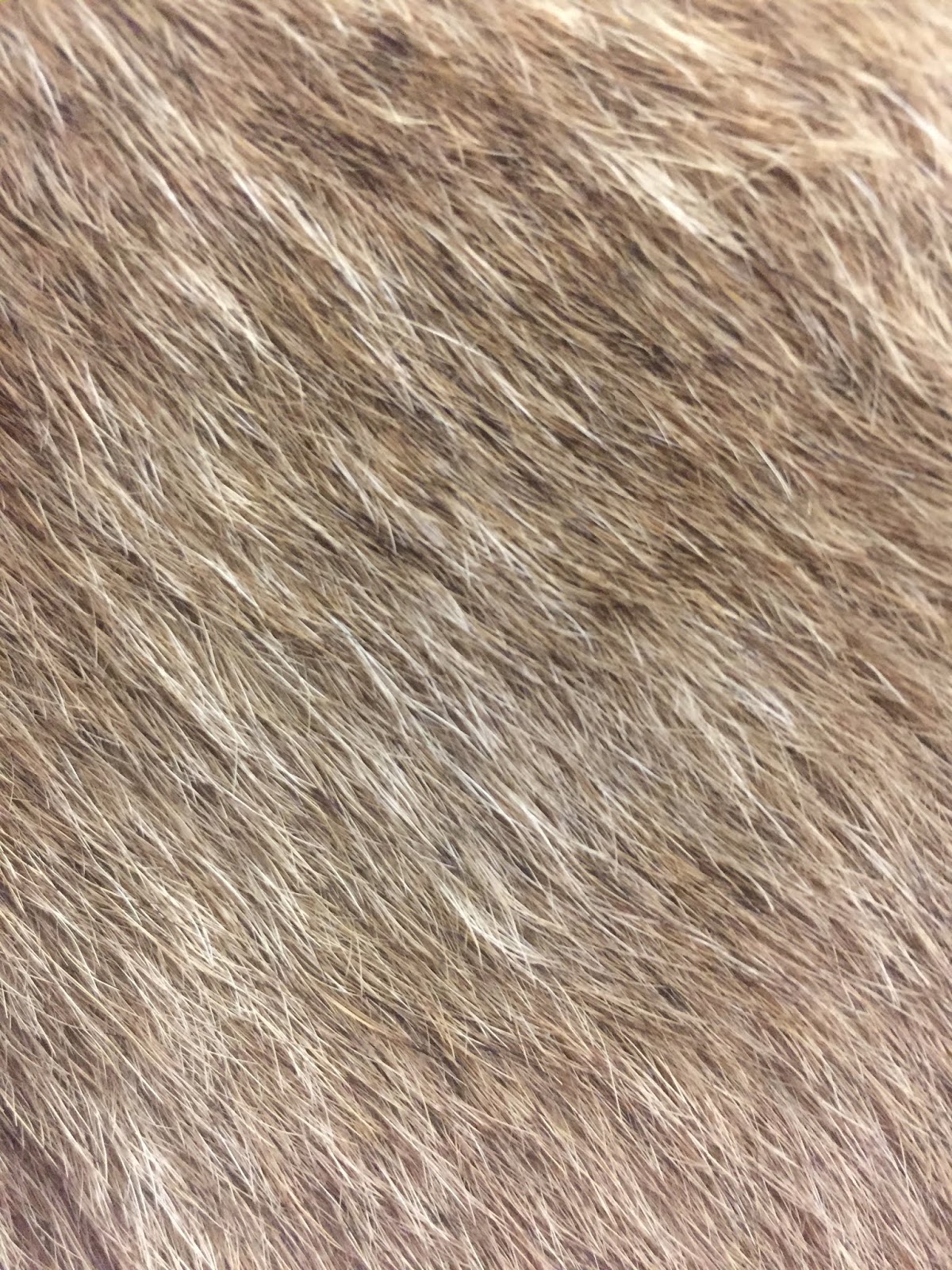 HW2 FUR TEXTURE NORMAL
