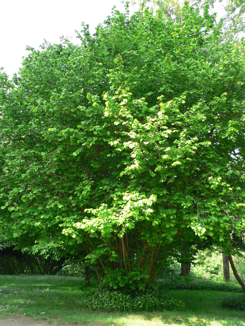 Á R B O L E S . . (T R E E S): Corylus avellana L (AVELLANO COMÚN)