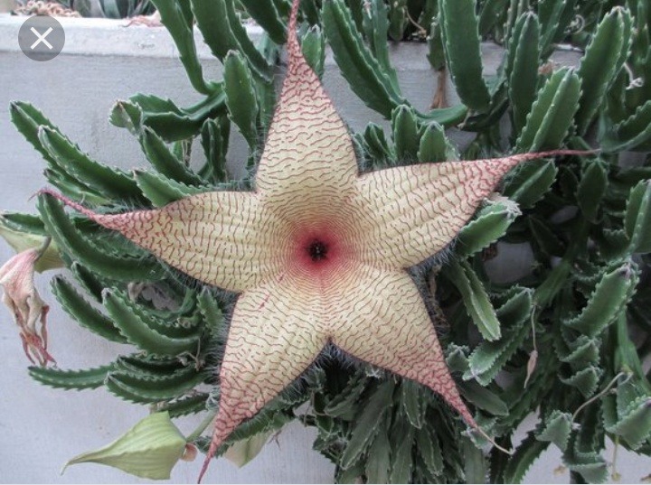 Stapelia - Id Plantae