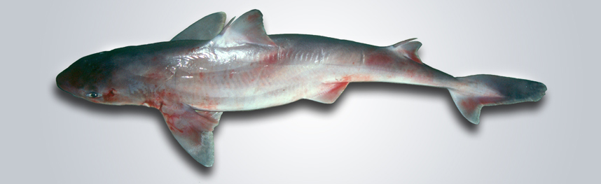 Tiburones en Galicia: Galludo (Squalus blainville)