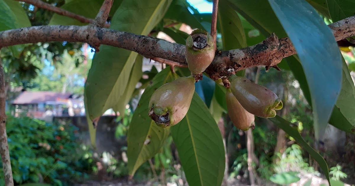 Jambak Bukan Cuma Buah, Tapi... - Swapena