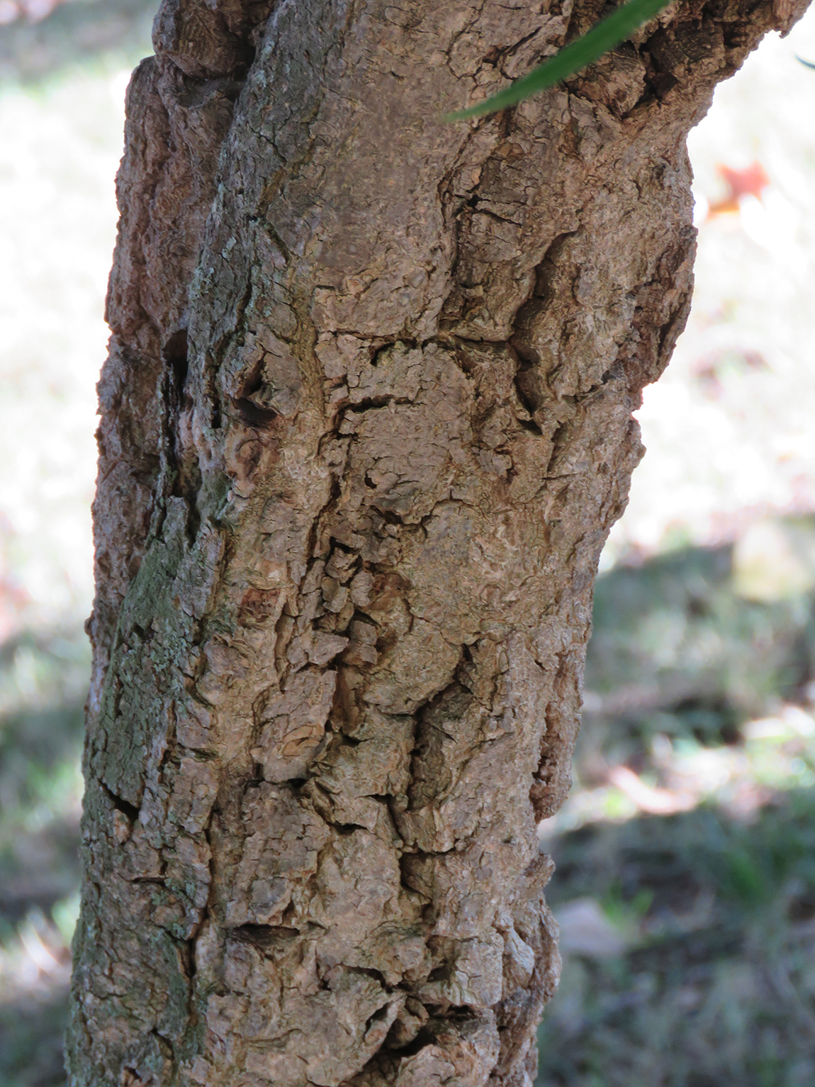 Á R B O L E S (T R E E S) y P A L M E R A S (P A L M S): Thevetia ...