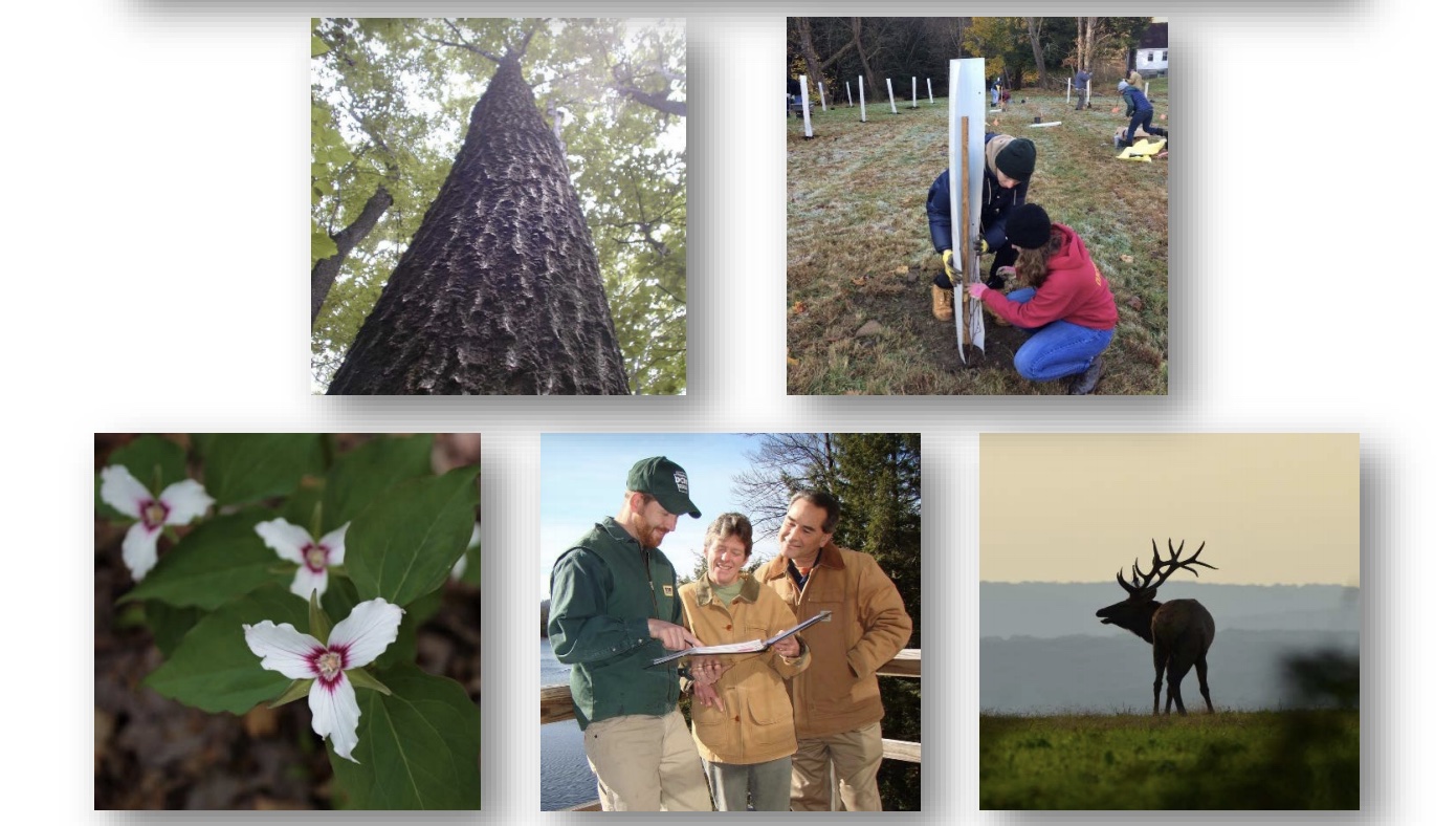 PA Environment Digest Blog: Gov. Wolf Unveils State Forest Action Plan ...