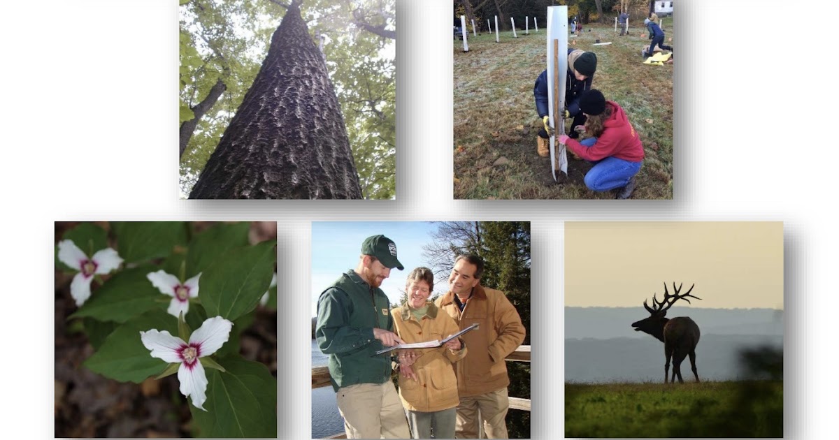 PA Environment Digest Blog: Gov. Wolf Unveils State Forest Action Plan ...