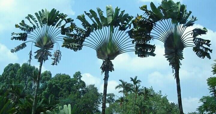 "S" obéit et "R" agit: Ravinala madagascariensis