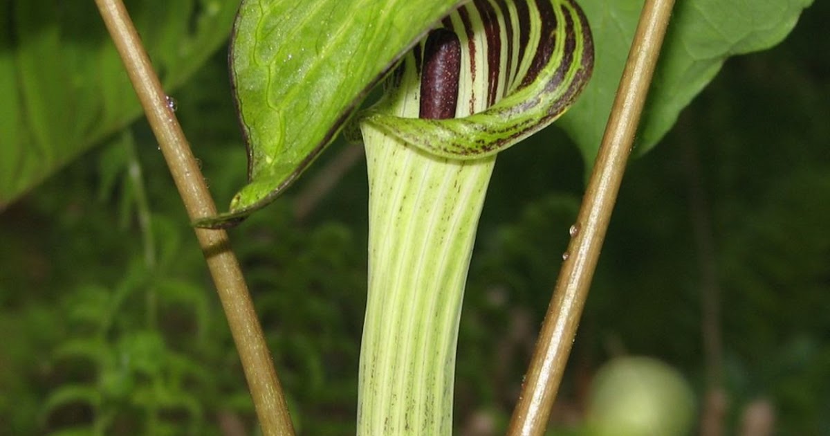 Arum triphyllum (homeopathie)