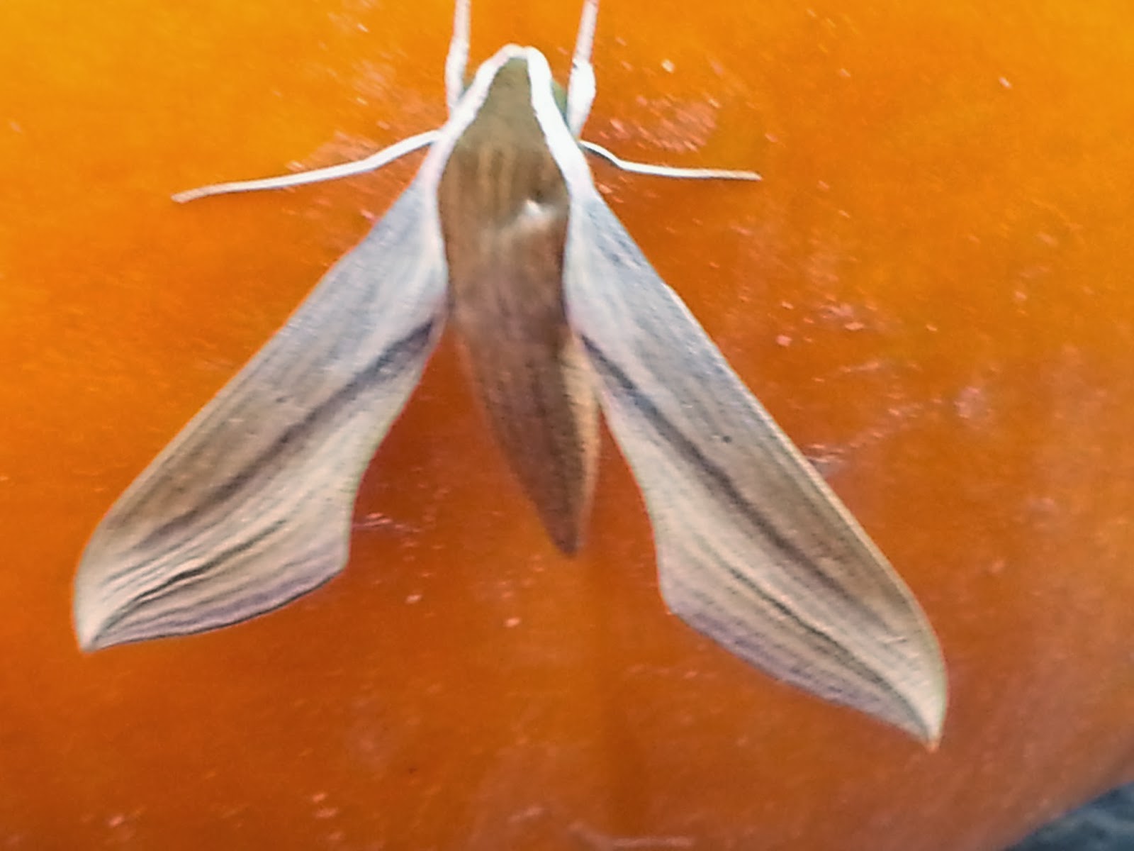 Rockhounding Around: Can you help me figure out this moth on a pumpkin?